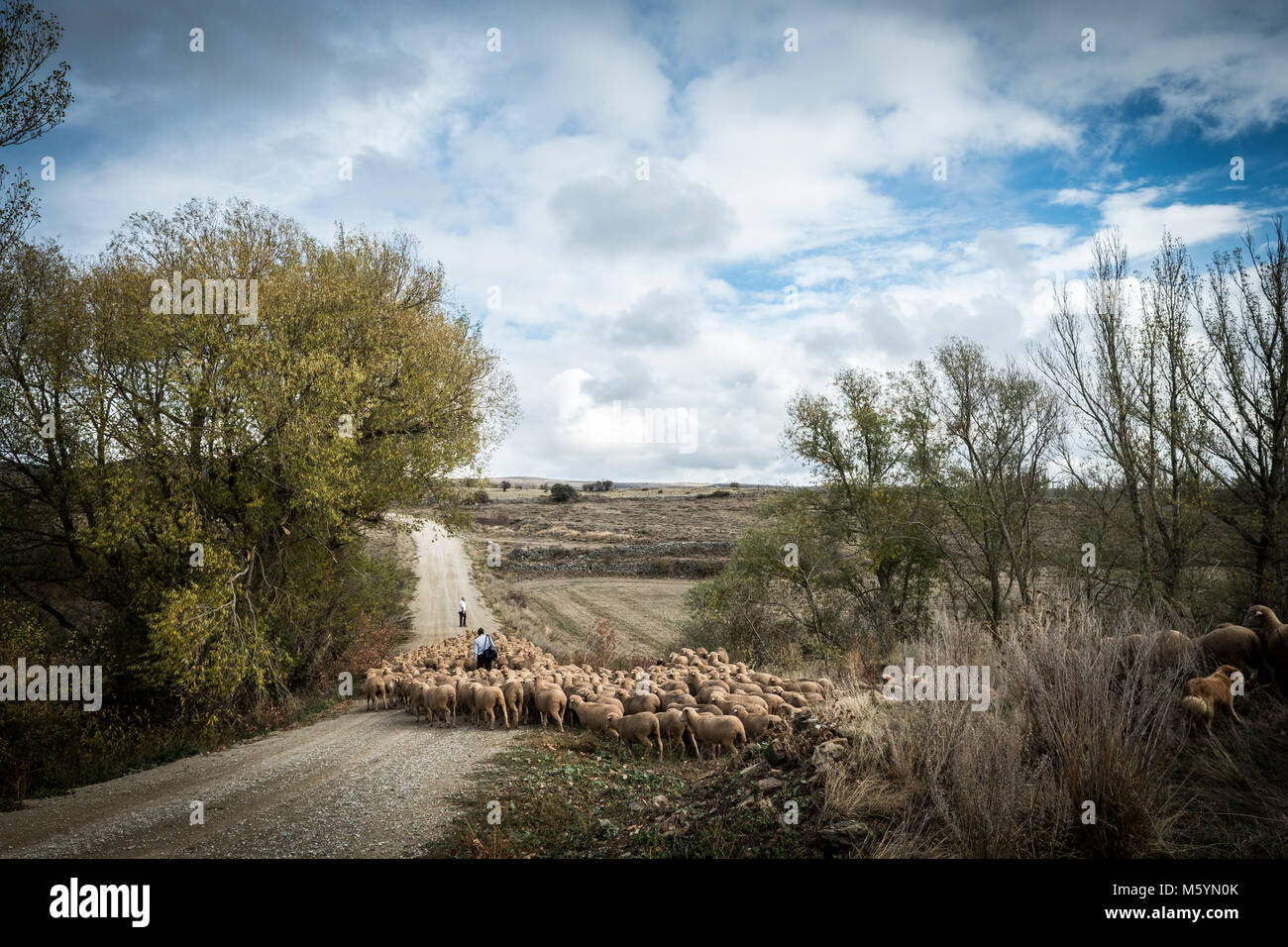 Transhumant route with sheep in the province of Soria in Spain Stock ...