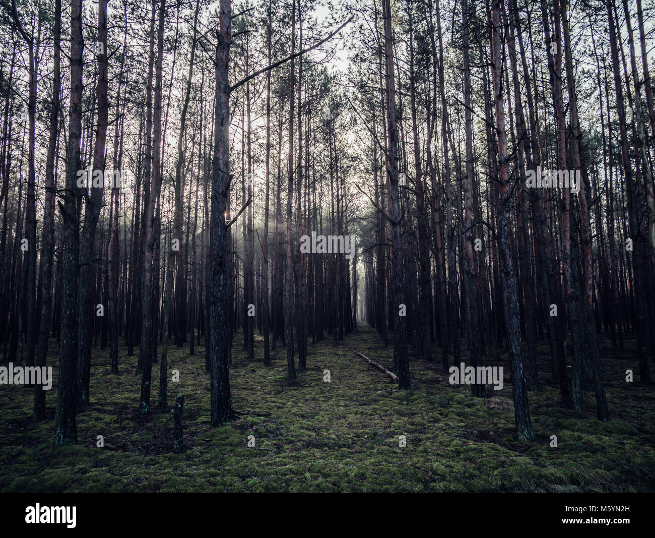 Creepy forest in the morning Stock Photo - Alamy