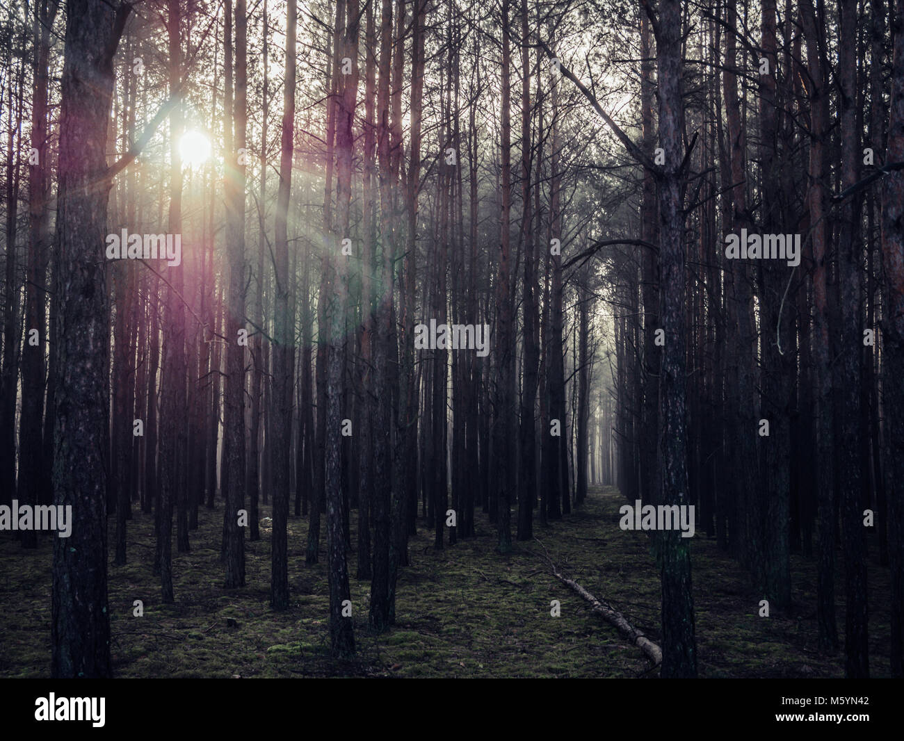 Creepy forest in the morning Stock Photo - Alamy