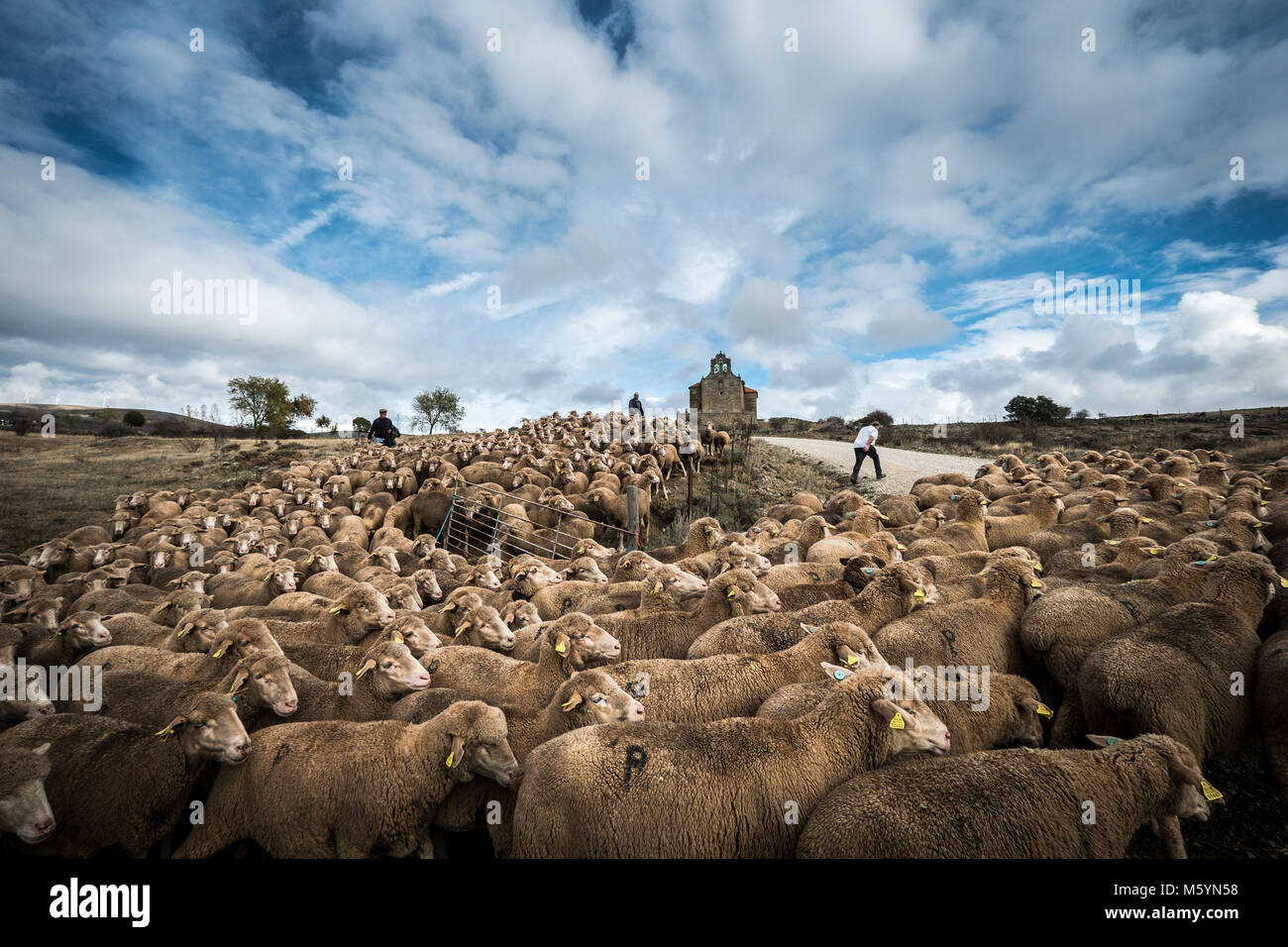 Transhumant route with sheep in the province of Soria in Spain Stock ...