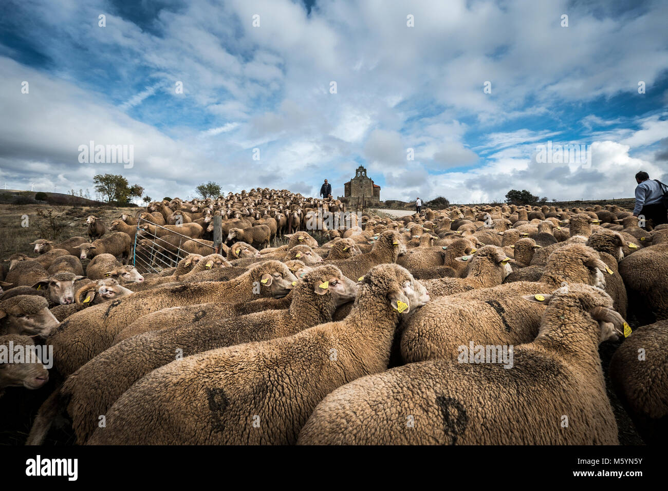 Transhumant route with sheep in the province of Soria in Spain Stock ...