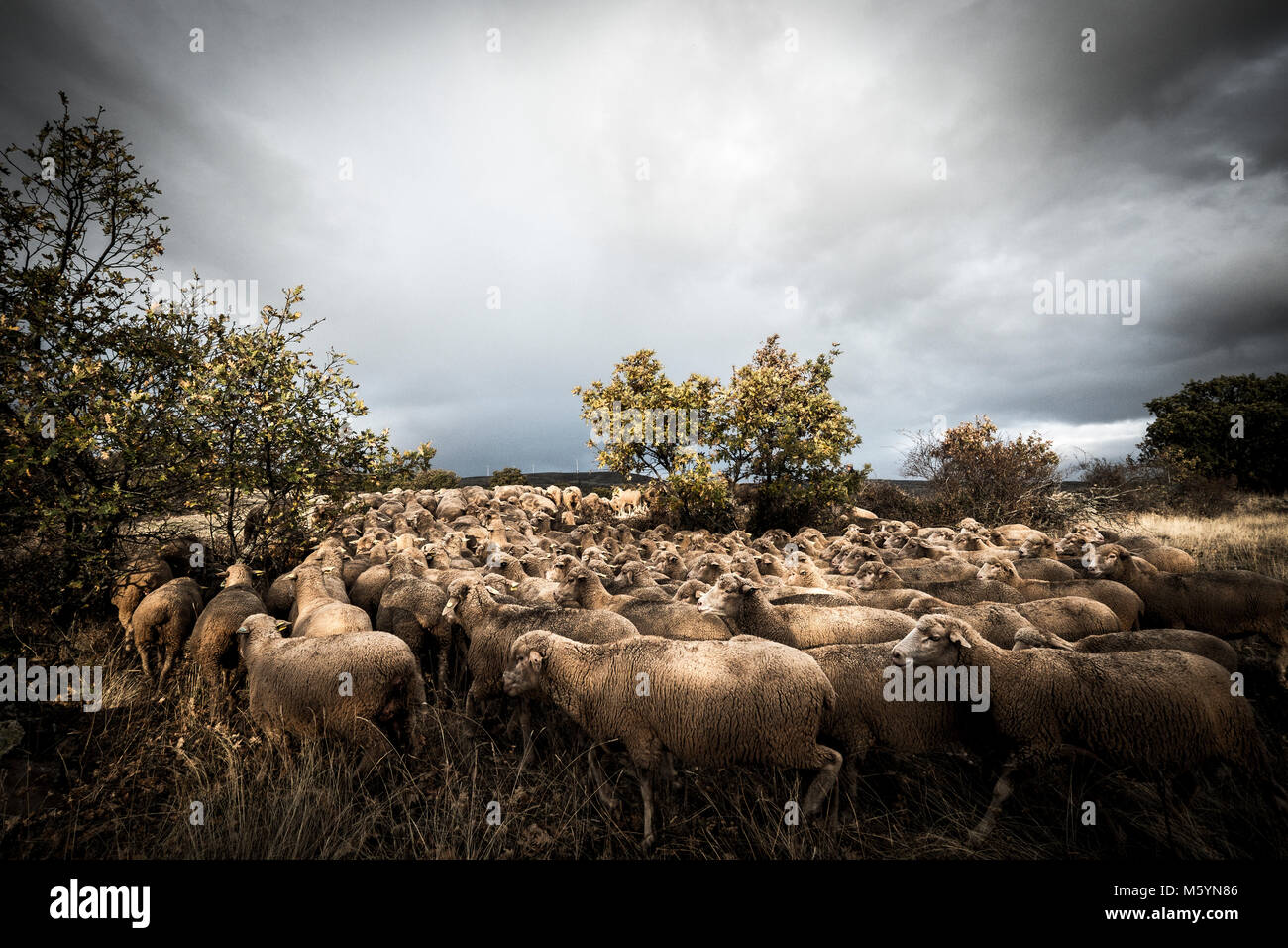 Transhumant route with sheep in the province of Soria in Spain Stock ...