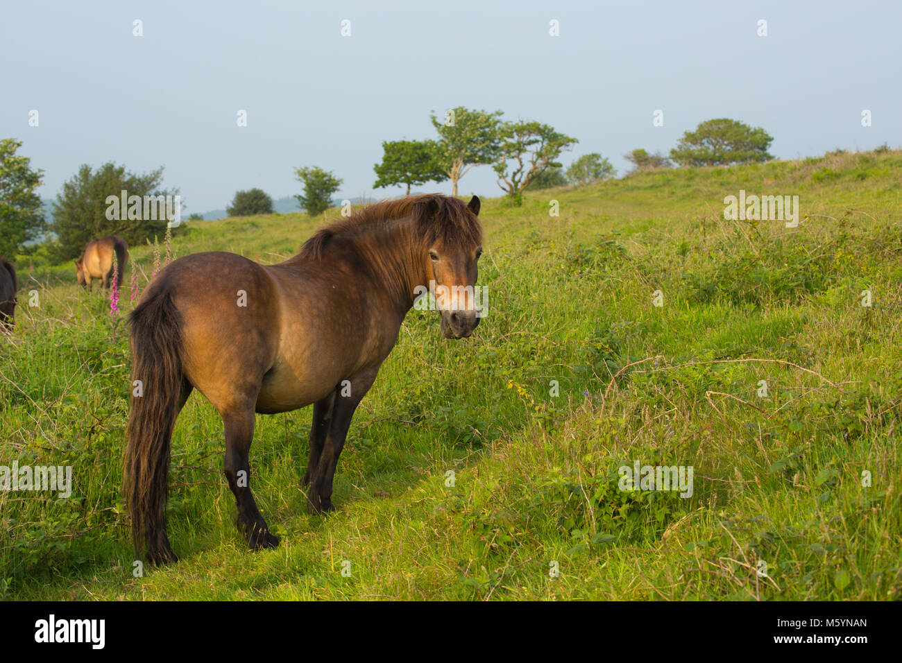 Wild pony Quantock Hills Somerset England UK beautiful English ...