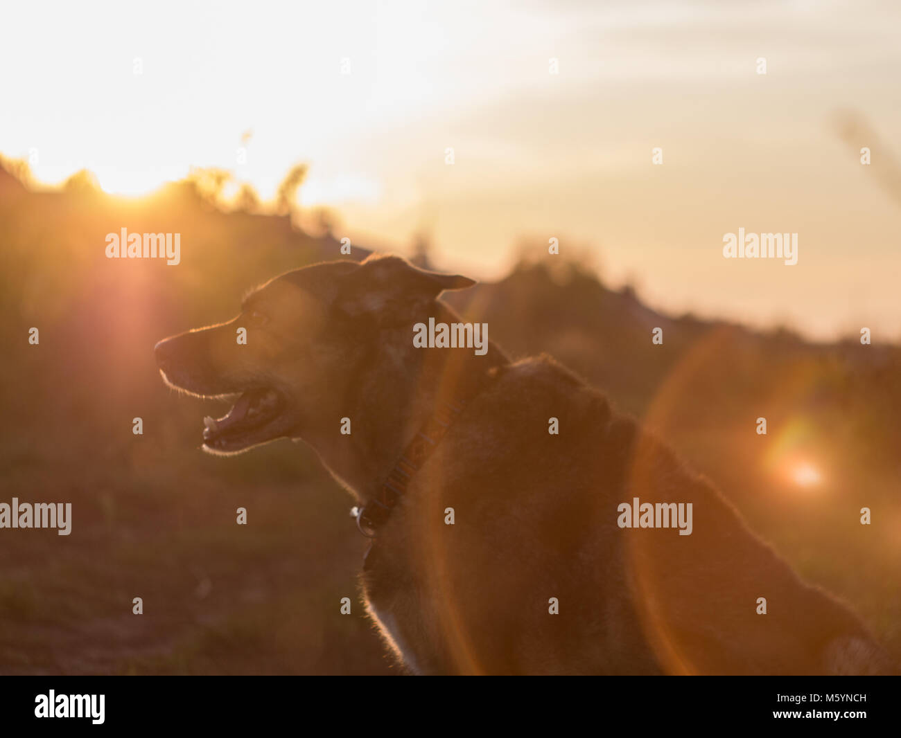 Beautiful dog portrait during the sunset Stock Photo - Alamy