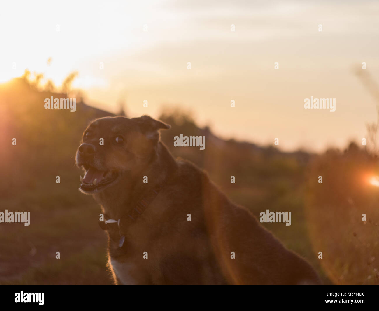Beautiful dog portrait during the sunset Stock Photo - Alamy