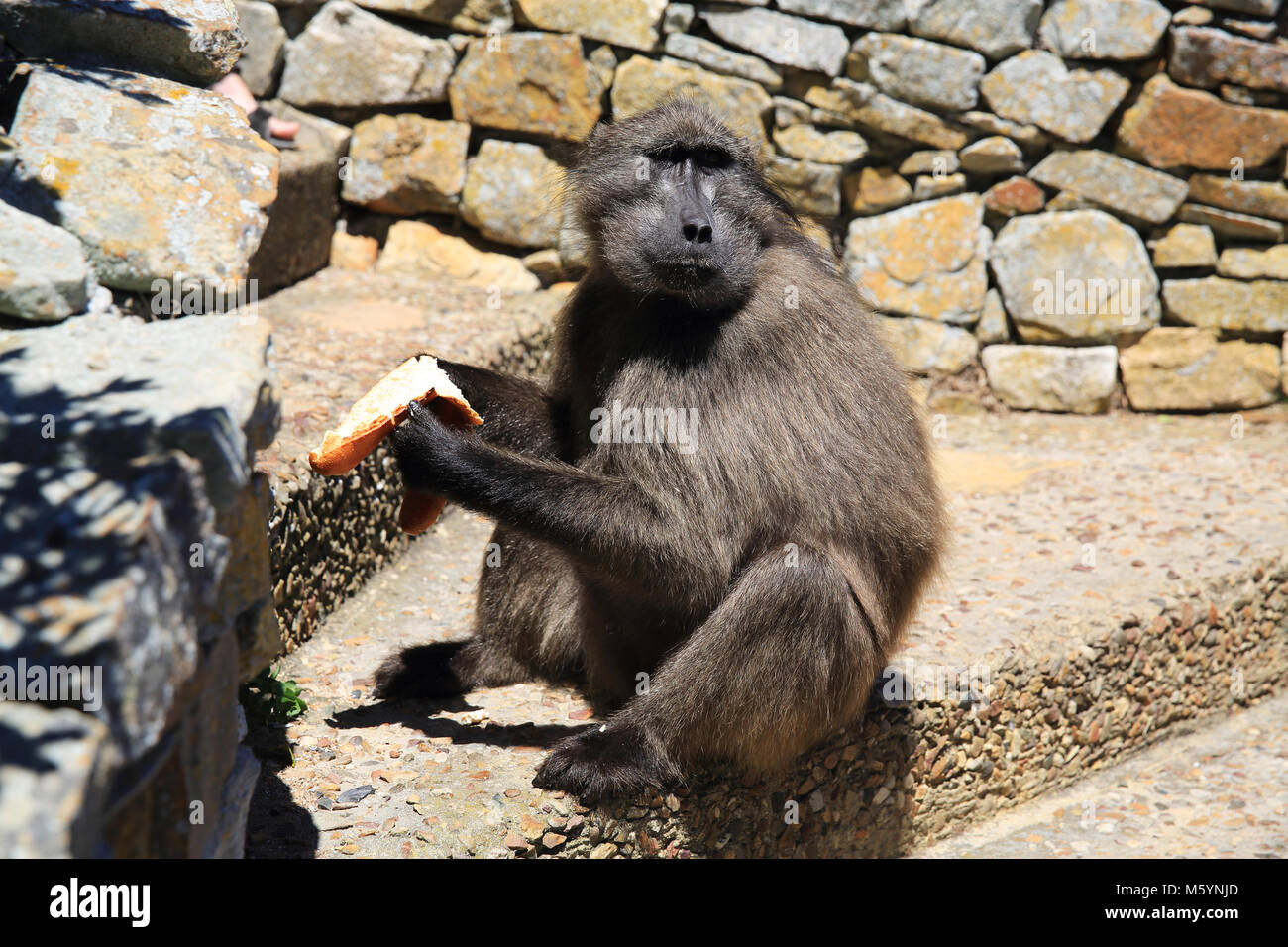 A cheeky baboon at Cape Point, a promontory at the SE corner of the ...