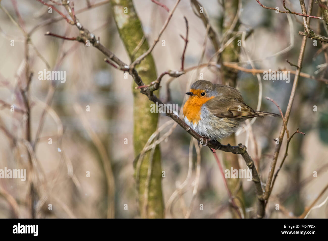 Robin in a wildlife friendly Gloucestershire winter garden. Important ...