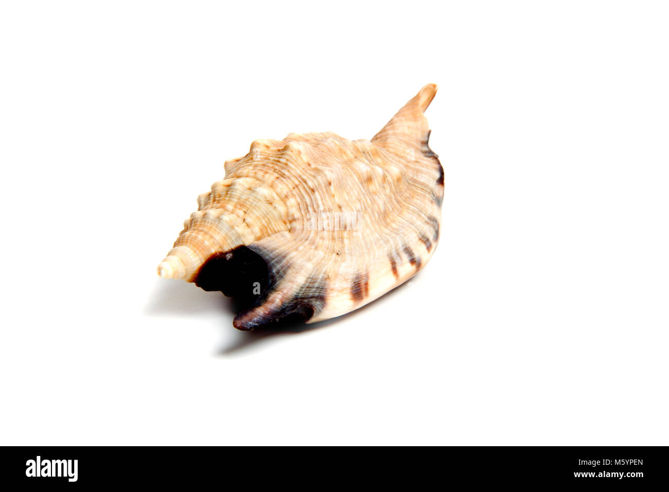 Marine sea shell in a studio setting against a white background Stock ...
