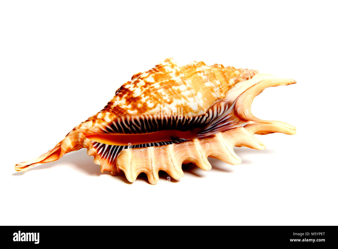 Marine sea shell in a studio setting against a white background Stock ...