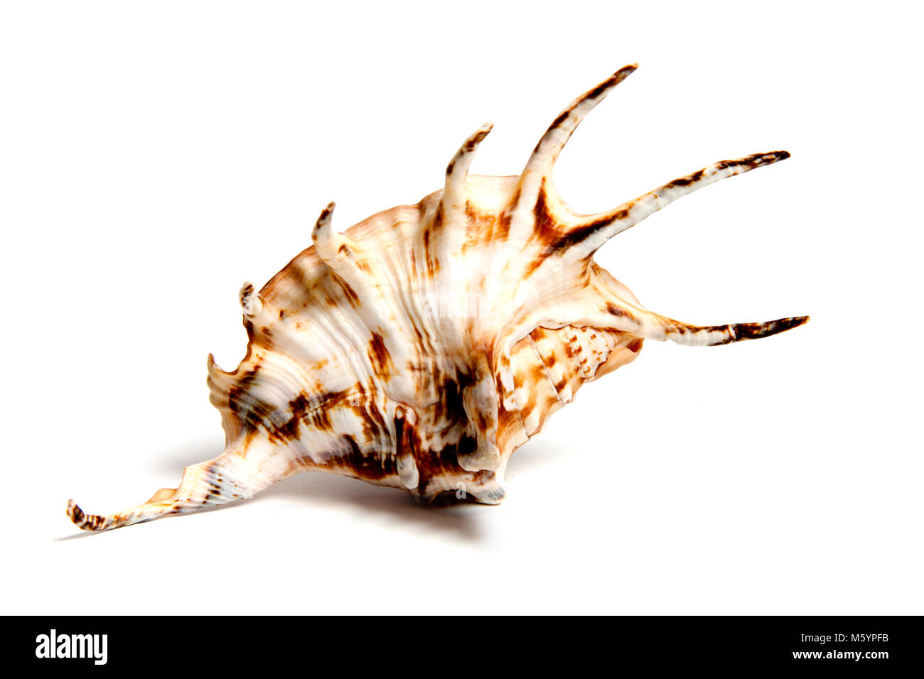 Marine sea shell in a studio setting against a white background Stock ...