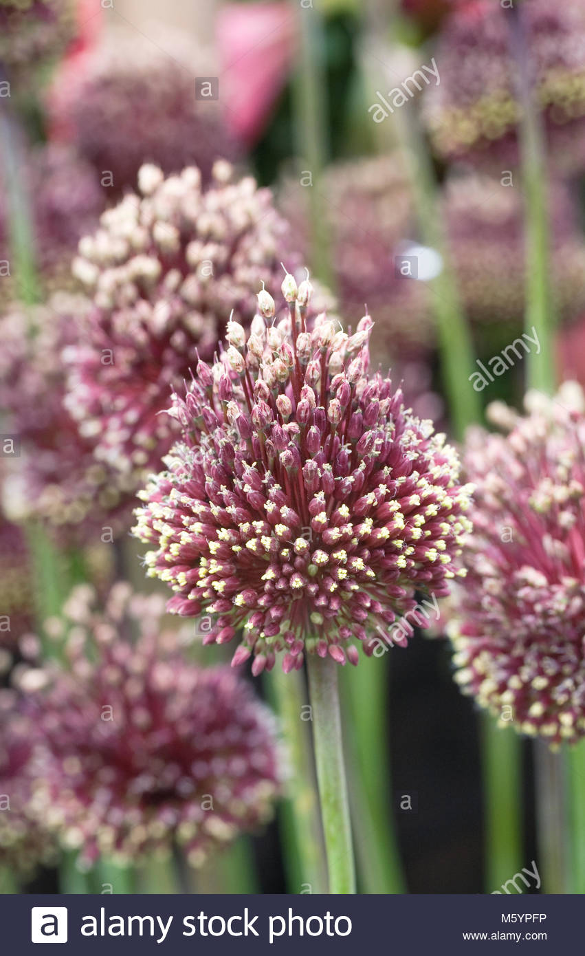 Red Mohican Stock Photos & Red Mohican Stock Images - Alamy
