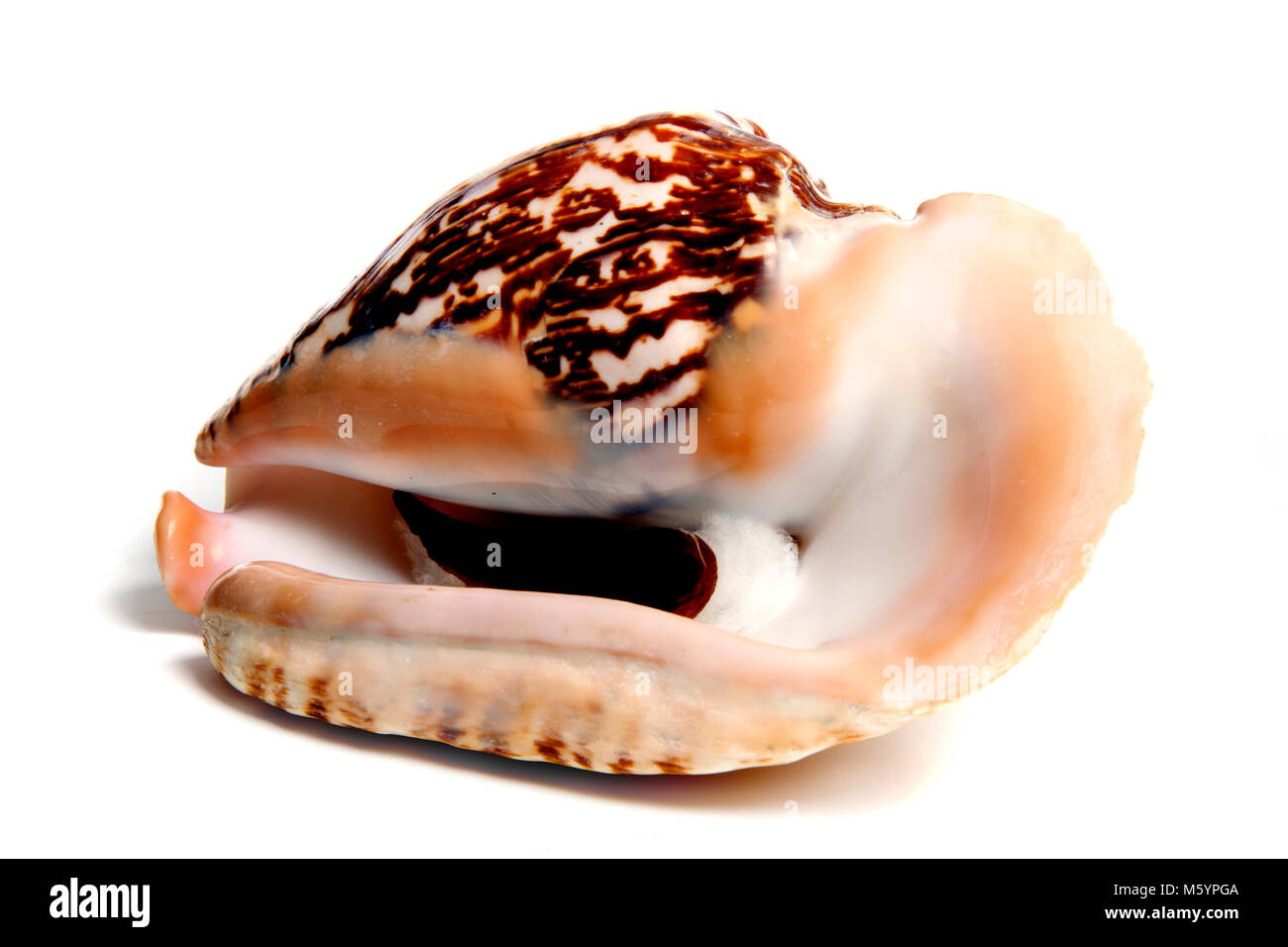 Marine sea shell in a studio setting against a white background Stock ...