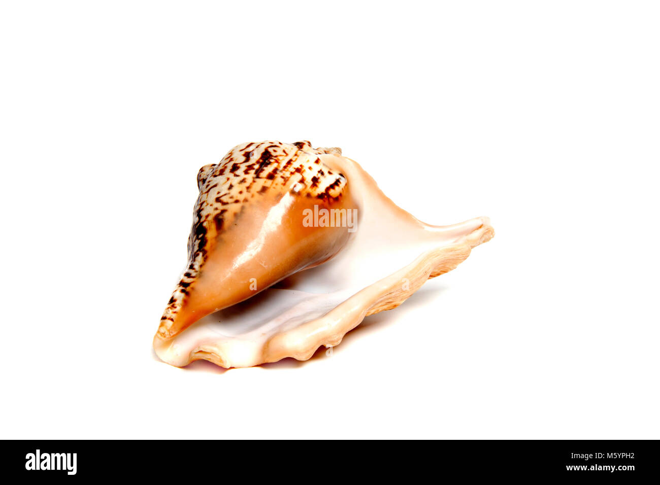 Marine sea shell in a studio setting against a white background Stock ...