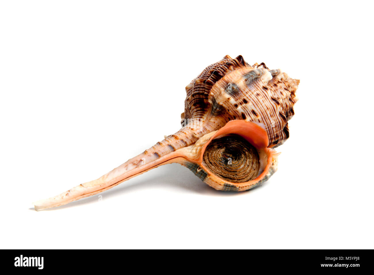 Marine sea shell in a studio setting against a white background Stock ...
