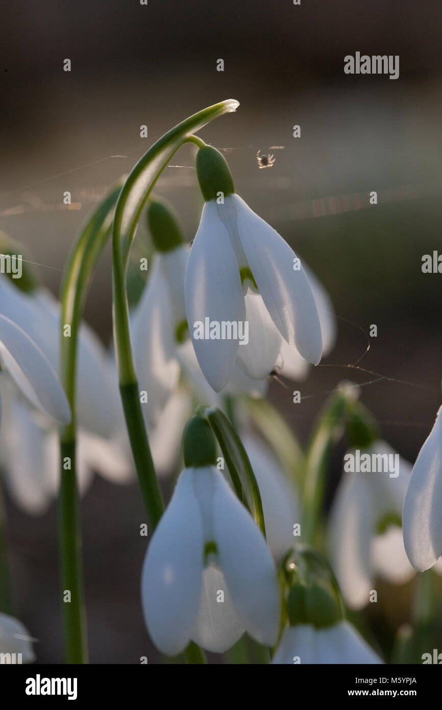 Aconites hi-res stock photography and images - Alamy