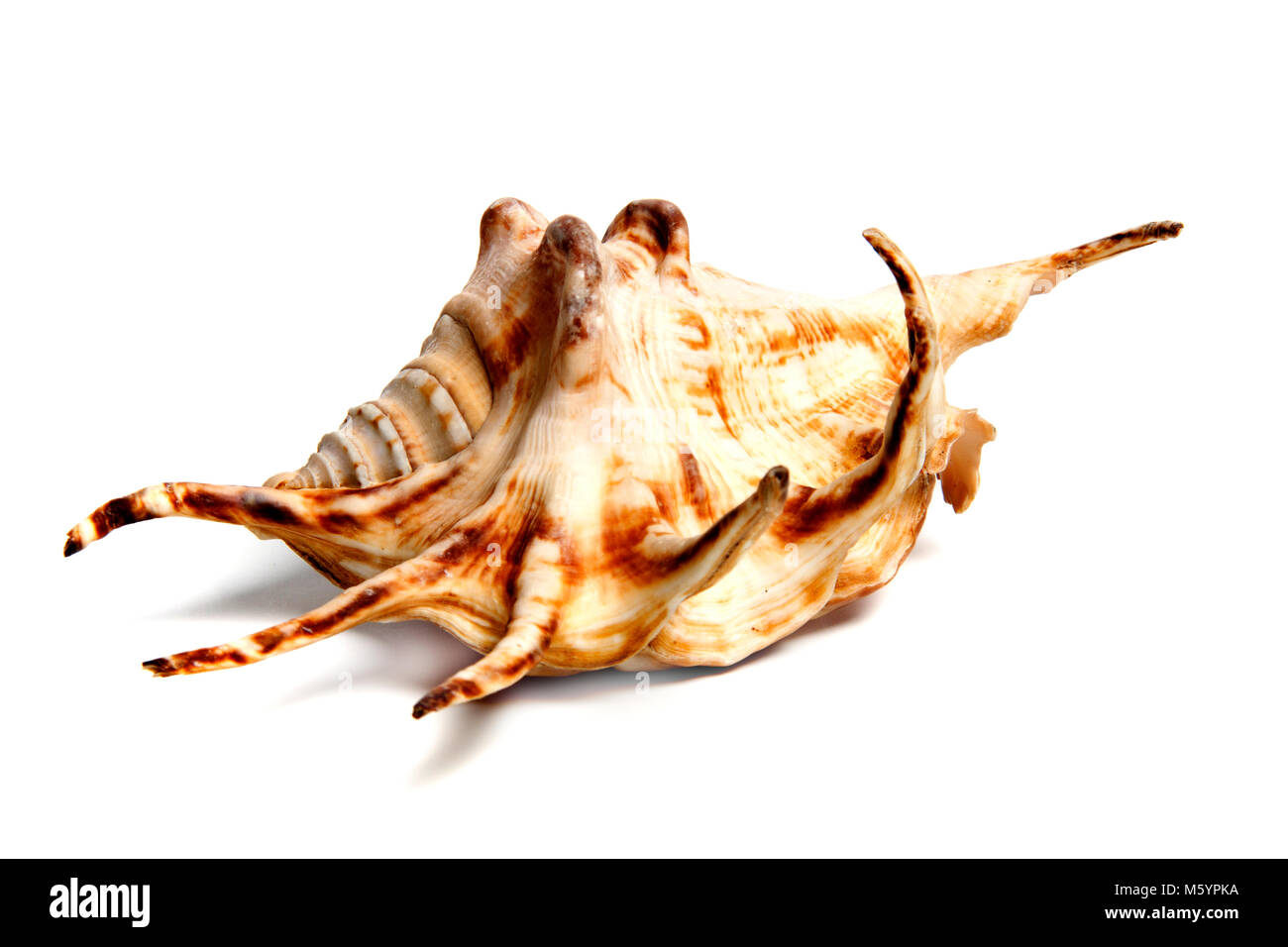 Marine sea shell in a studio setting against a white background Stock ...