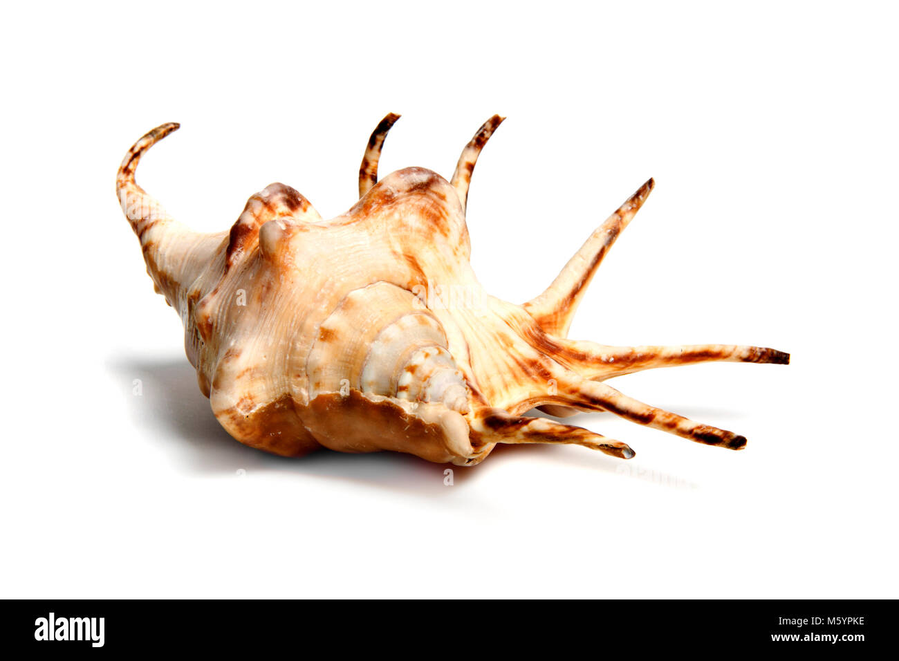 Marine sea shell in a studio setting against a white background Stock ...