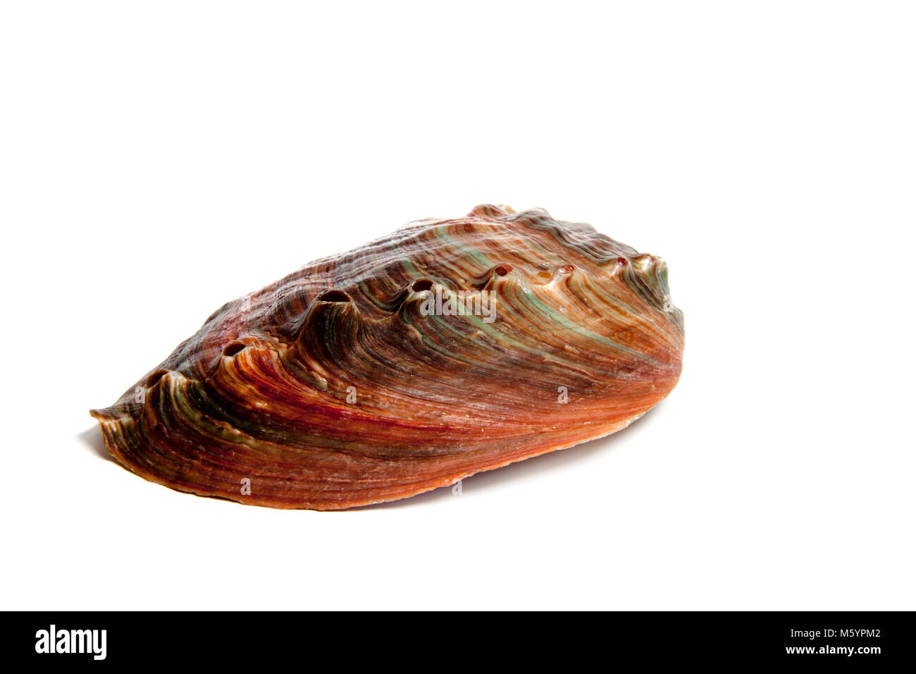 Marine sea shell in a studio setting against a white background Stock ...