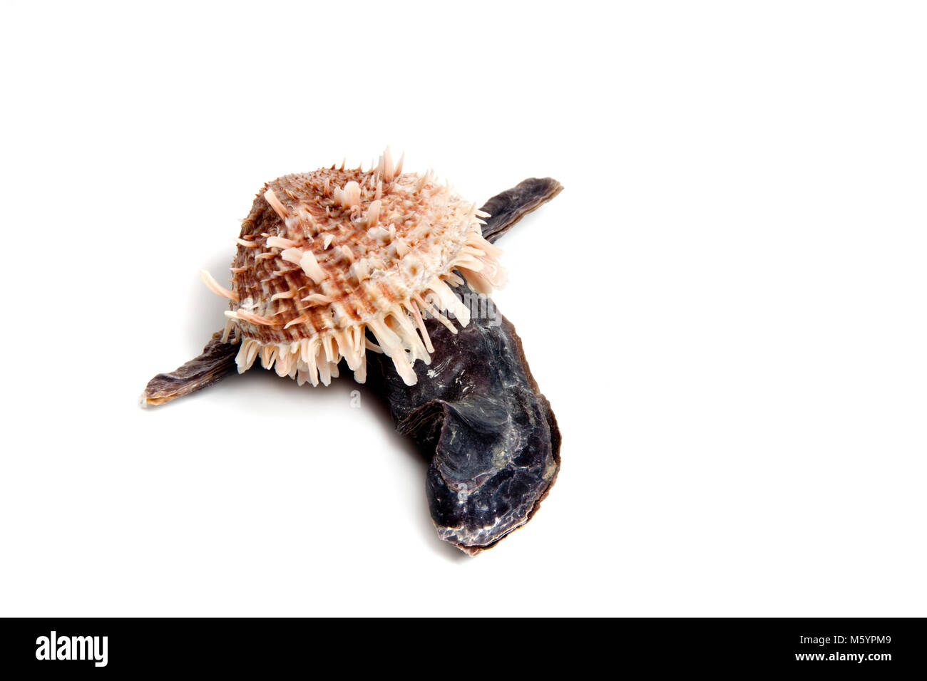 Marine sea shell in a studio setting against a white background Stock ...