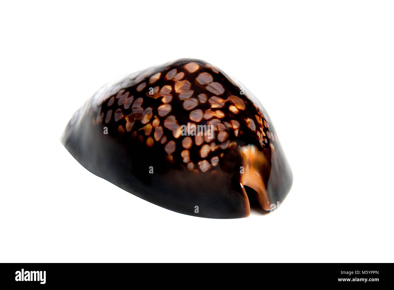 Marine sea shell in a studio setting against a white background Stock ...