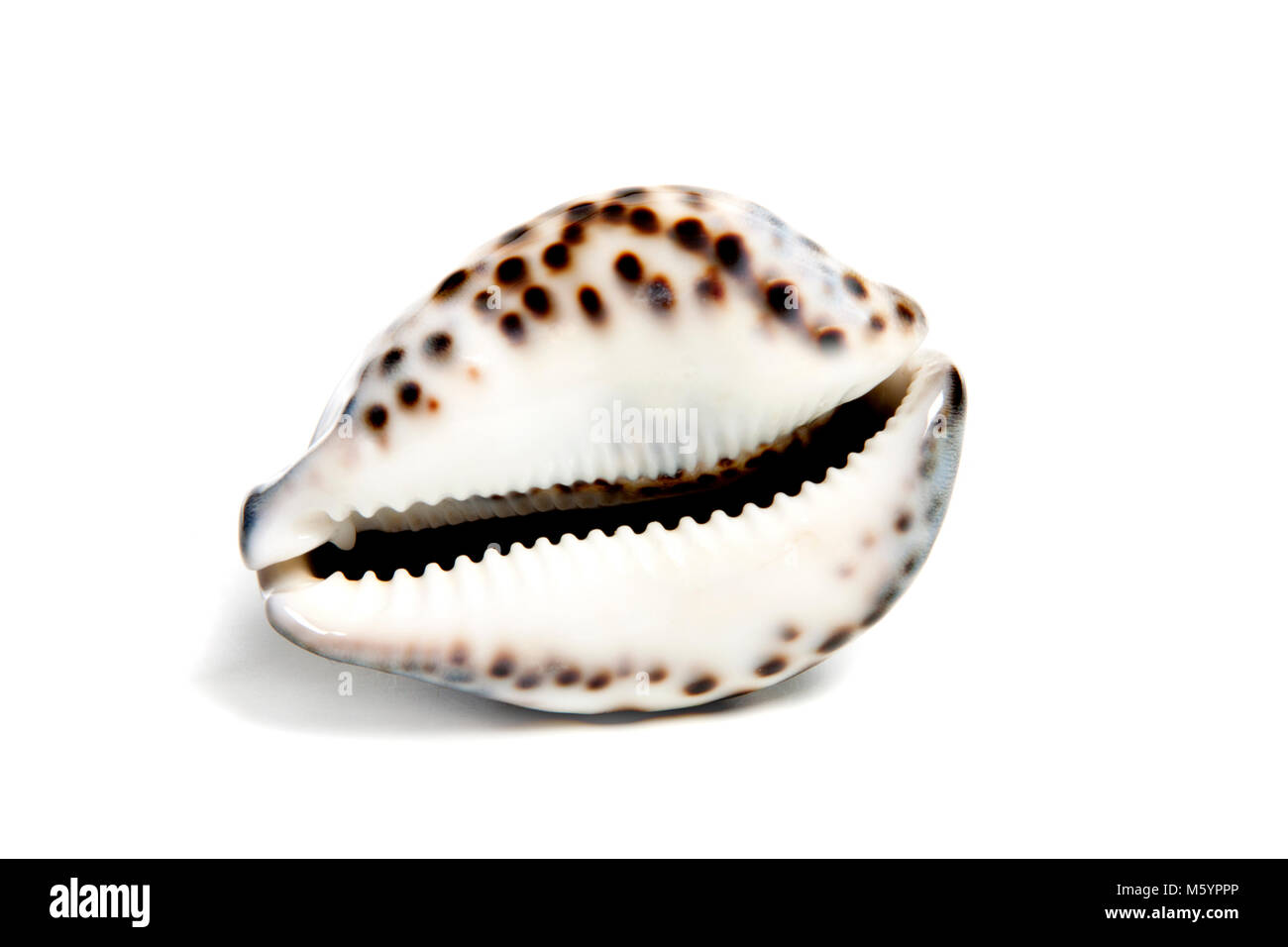 Marine sea shell in a studio setting against a white background Stock ...