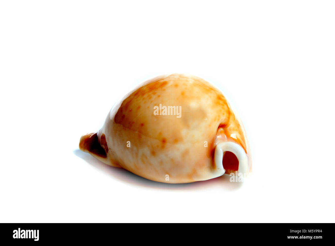 Marine sea shell in a studio setting against a white background Stock ...