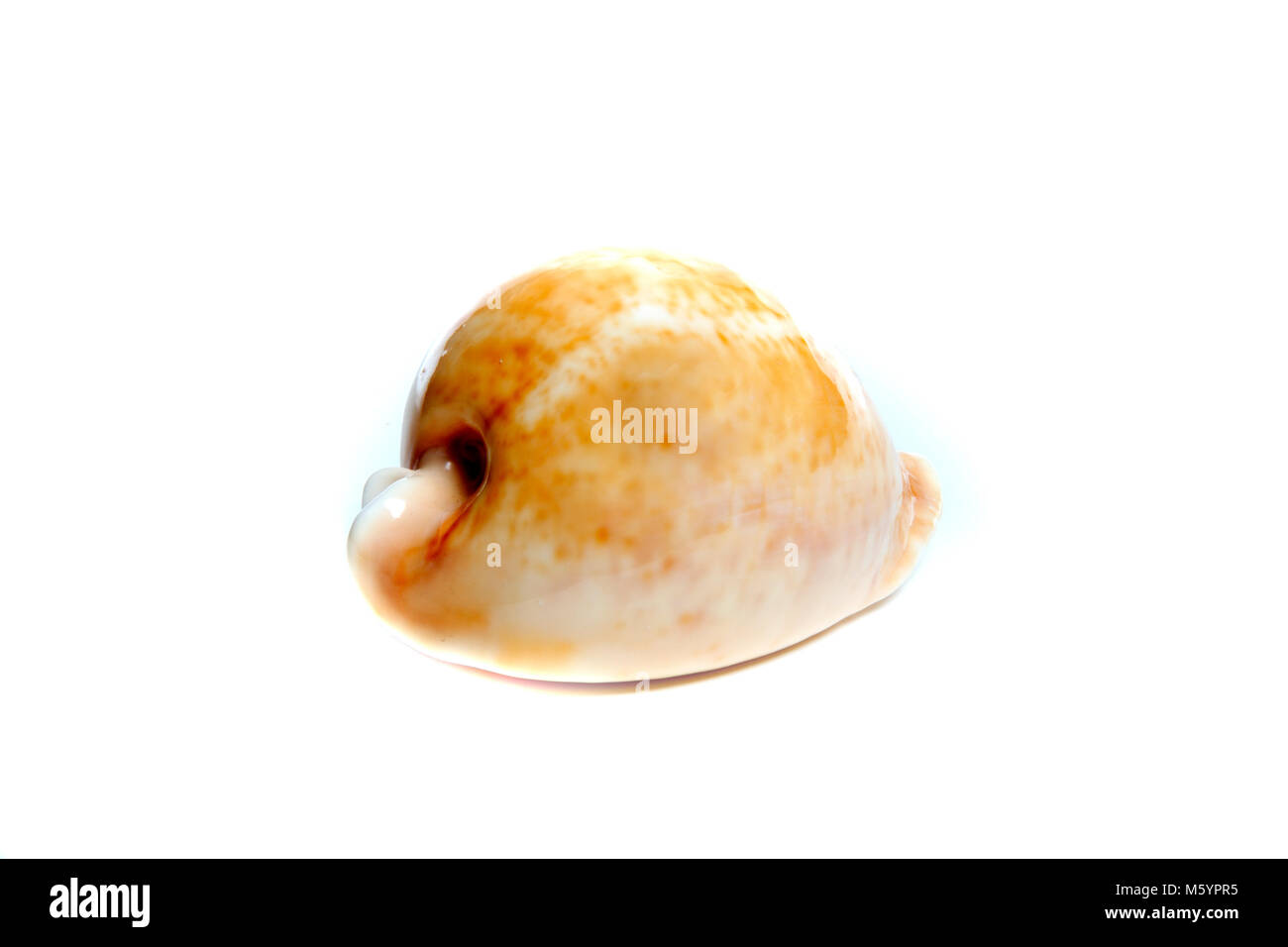 Marine sea shell in a studio setting against a white background Stock ...