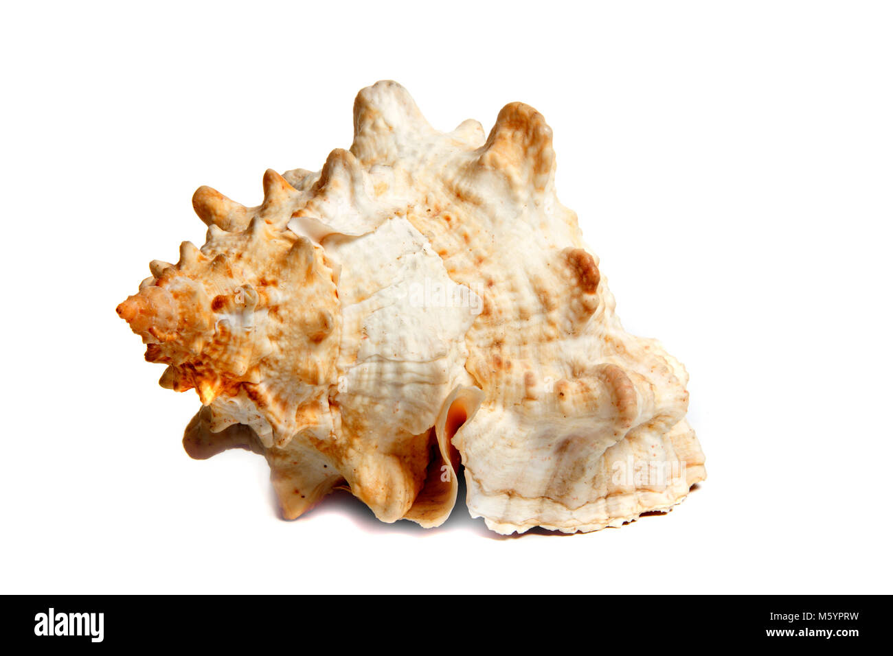 Marine sea shell in a studio setting against a white background Stock ...