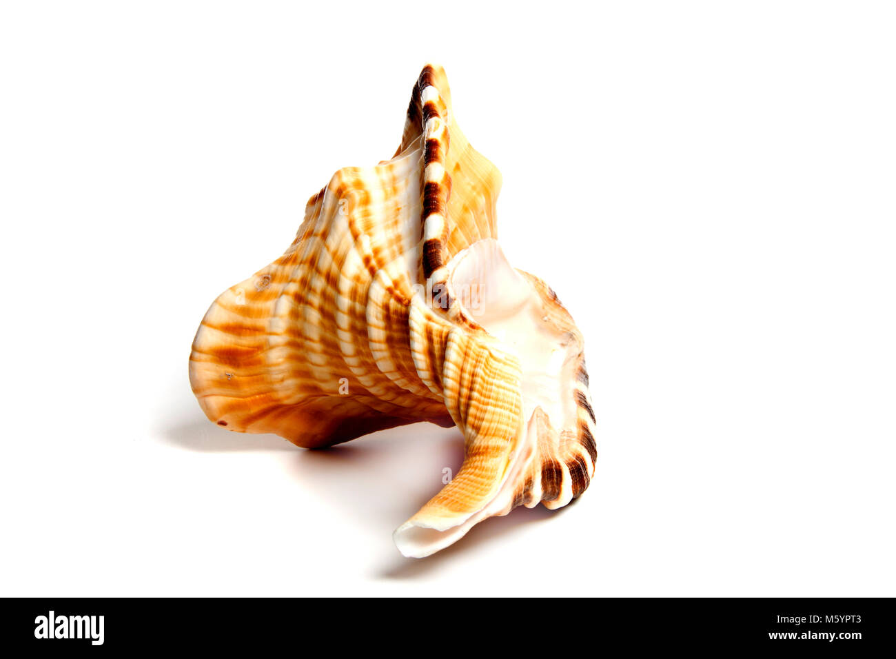 Marine sea shell in a studio setting against a white background Stock ...