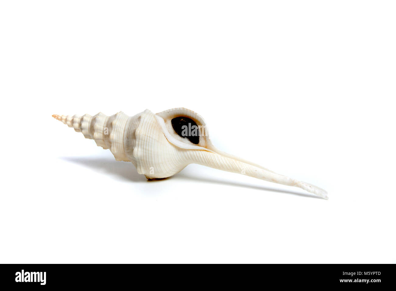 Marine sea shell in a studio setting against a white background Stock ...