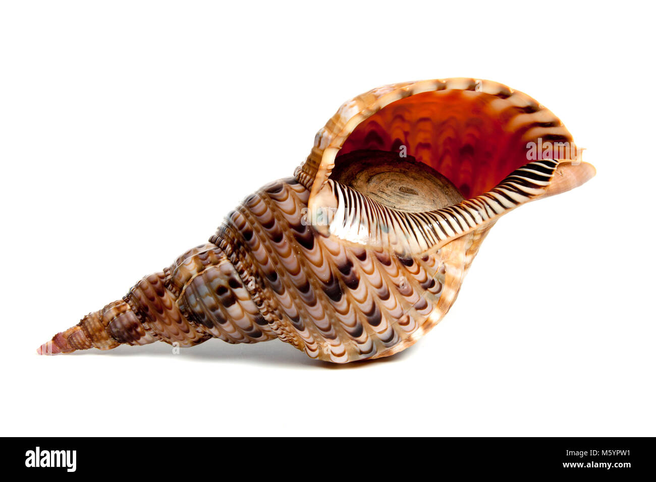 Marine sea shell in a studio setting against a white background Stock ...