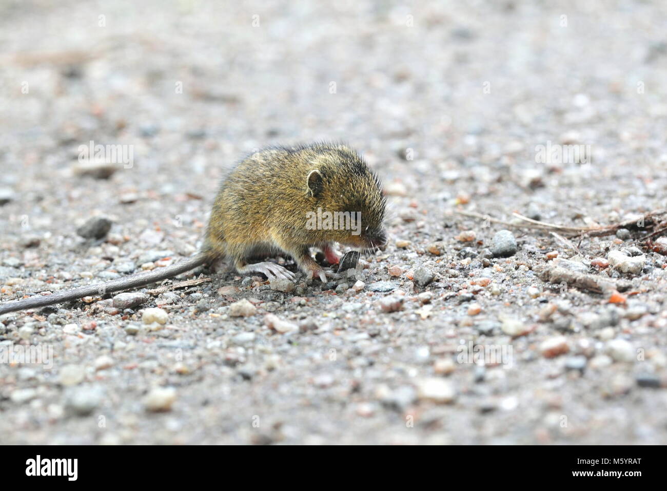 Northern birch mouse, Sicista betulina, a rare nocturnal mammal Stock ...