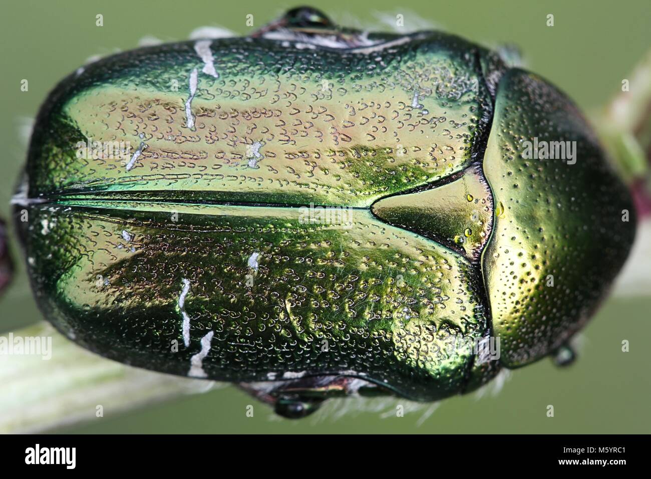 Structural colour hi-res stock photography and images - Alamy