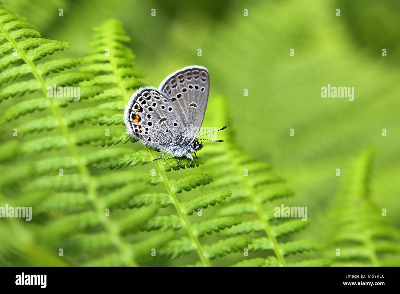 Cranberry blue, Plebeius optilete Stock Photo - Alamy