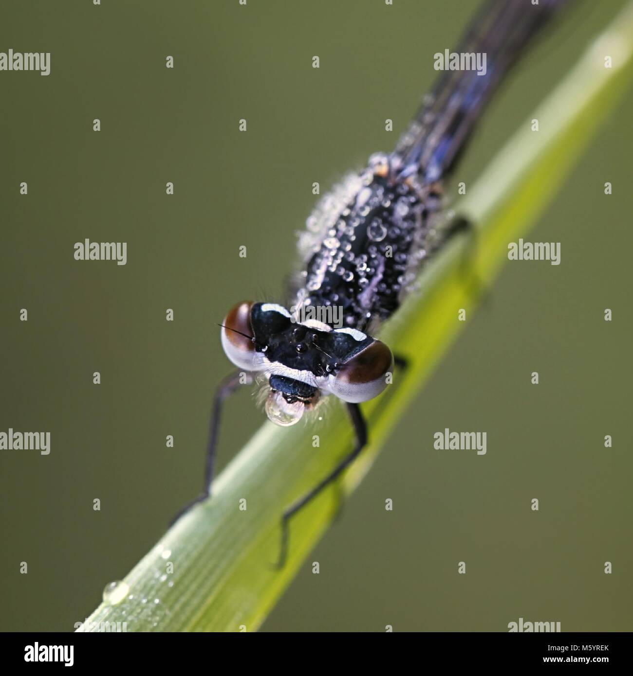 Female variable damselfly hi-res stock photography and images - Alamy