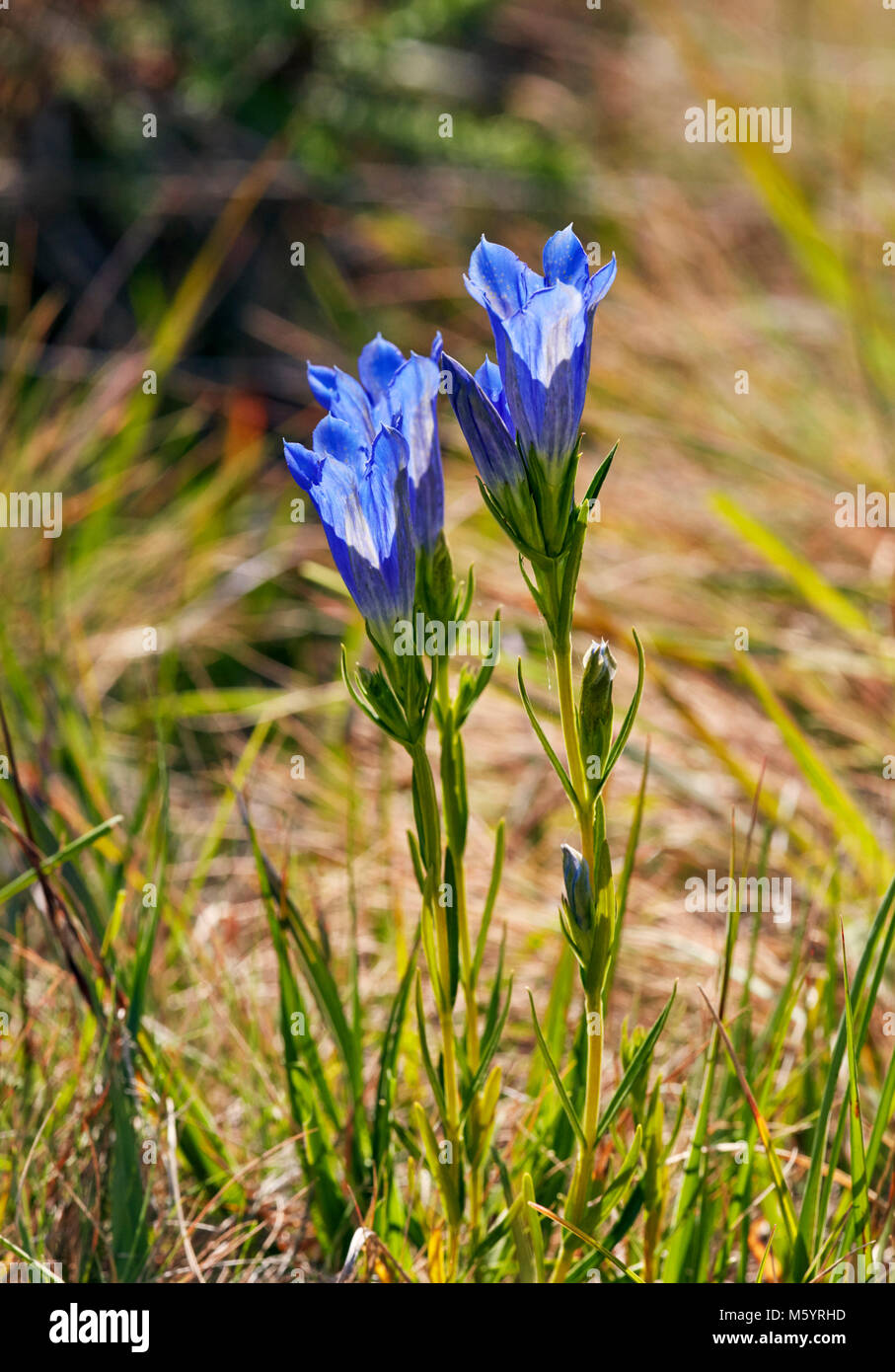 Marsh Gentian flowers. Chobham Common, Surrey, England Stock Photo - Alamy