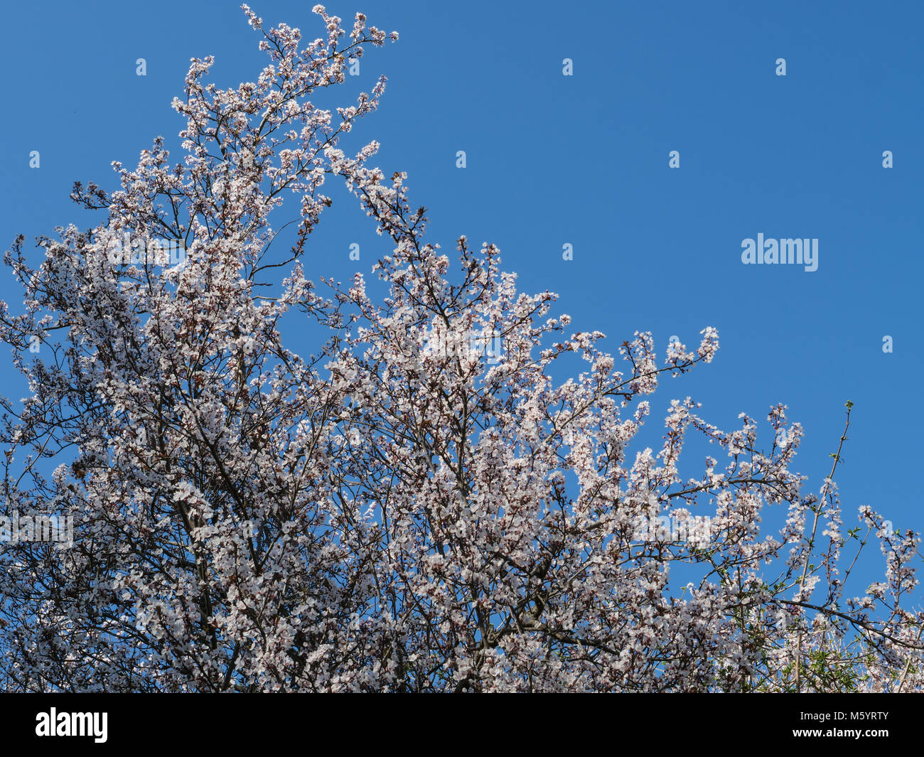 Horizontal view of a Blooming Cherry Tree branches against blue sky ...