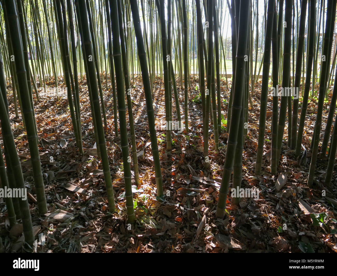 Sunlight filtered through a tree hi-res stock photography and images ...
