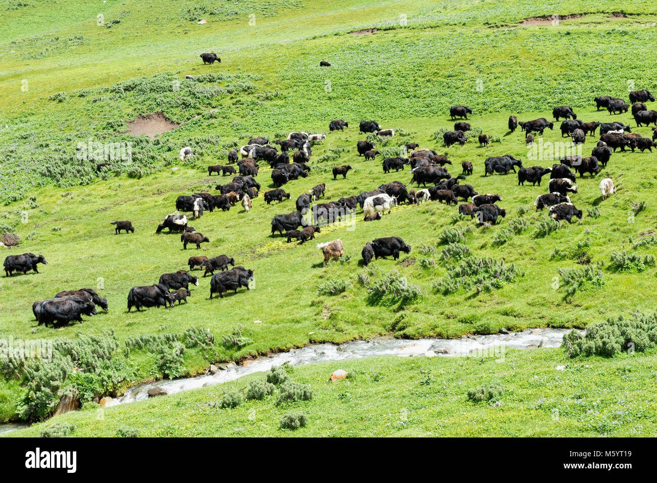 Yak herd, Song Kol Lake, Naryn province, Kyrgyzstan, Central Asia Stock ...