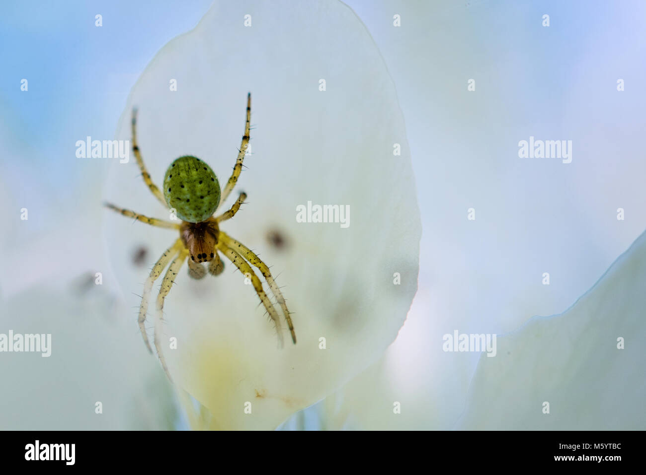 Spider with cross on the back hi-res stock photography and images - Alamy