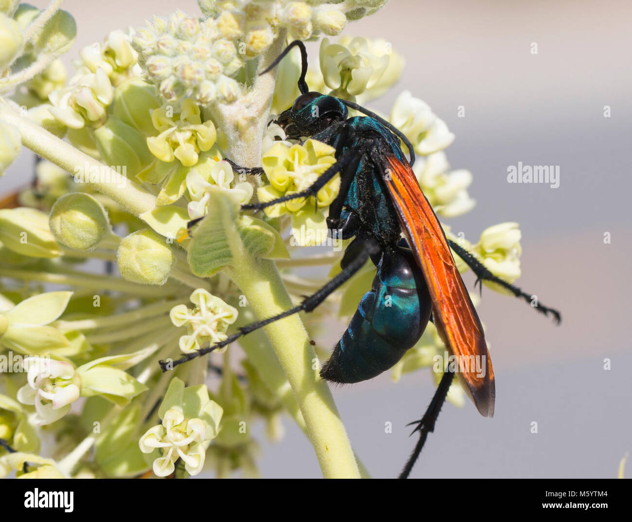 Tarantula hawk hi-res stock photography and images - Alamy