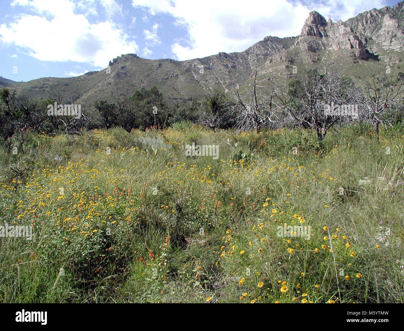Tejas Trail near Pine Springs Stock Photo - Alamy