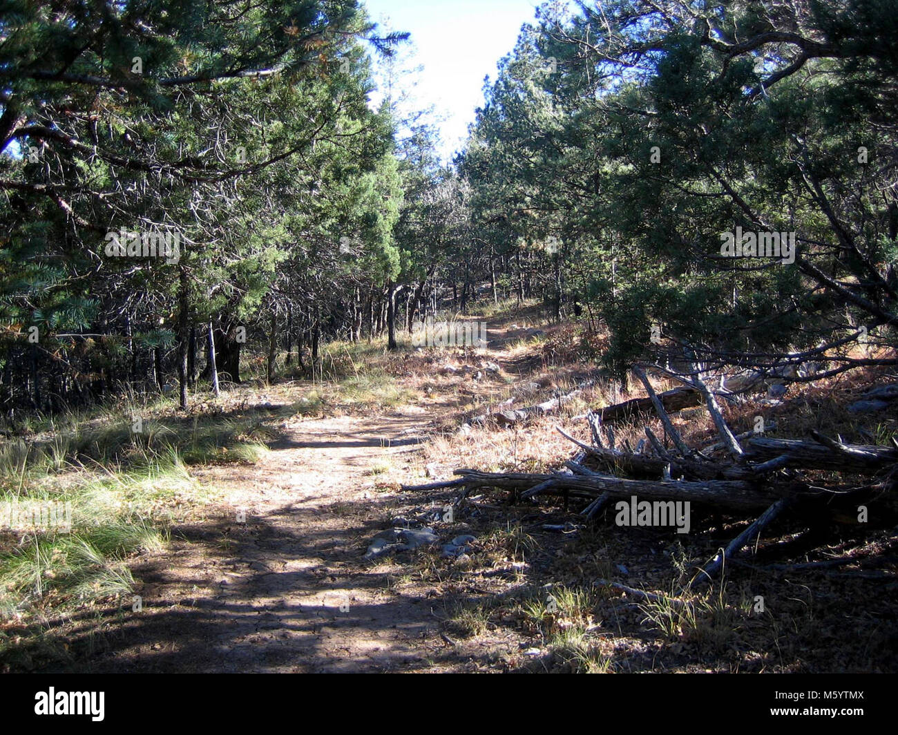 Tejas Trail north of Pine Top Stock Photo - Alamy