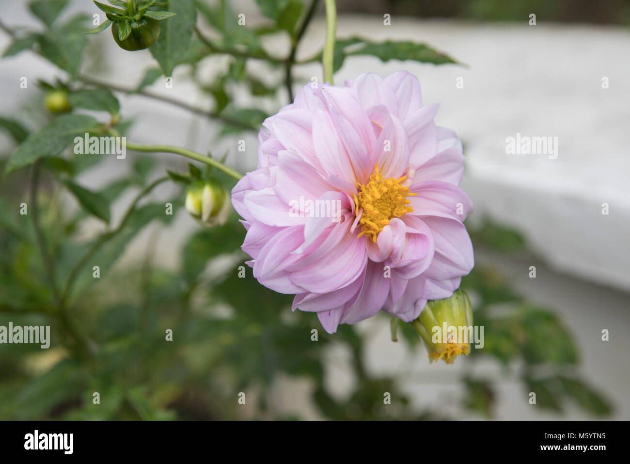 Sabah plants hi-res stock photography and images - Alamy