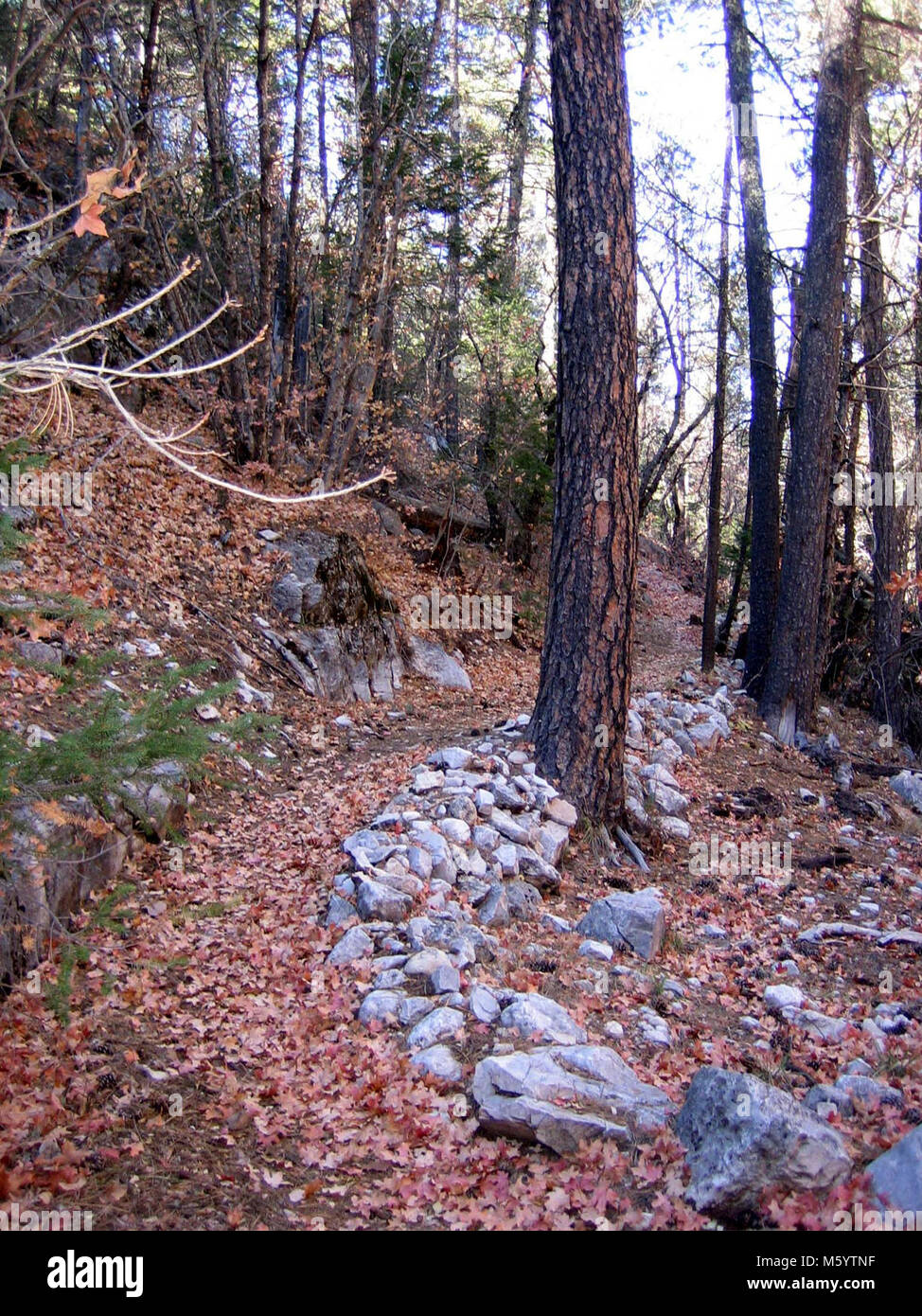 Tejas Trail south of Tejas campsite Stock Photo - Alamy