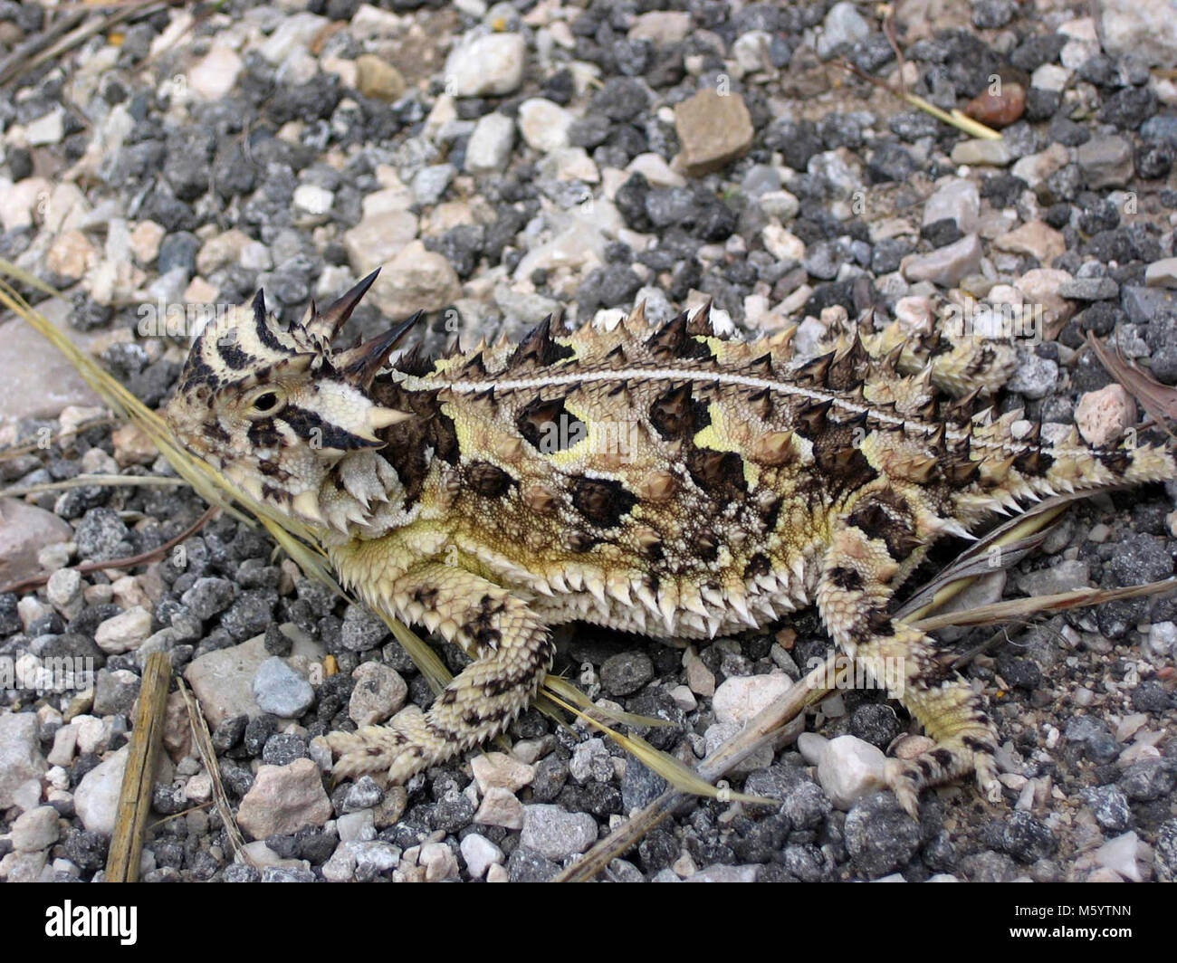 Texas Horned Lizard Stock Photo - Alamy