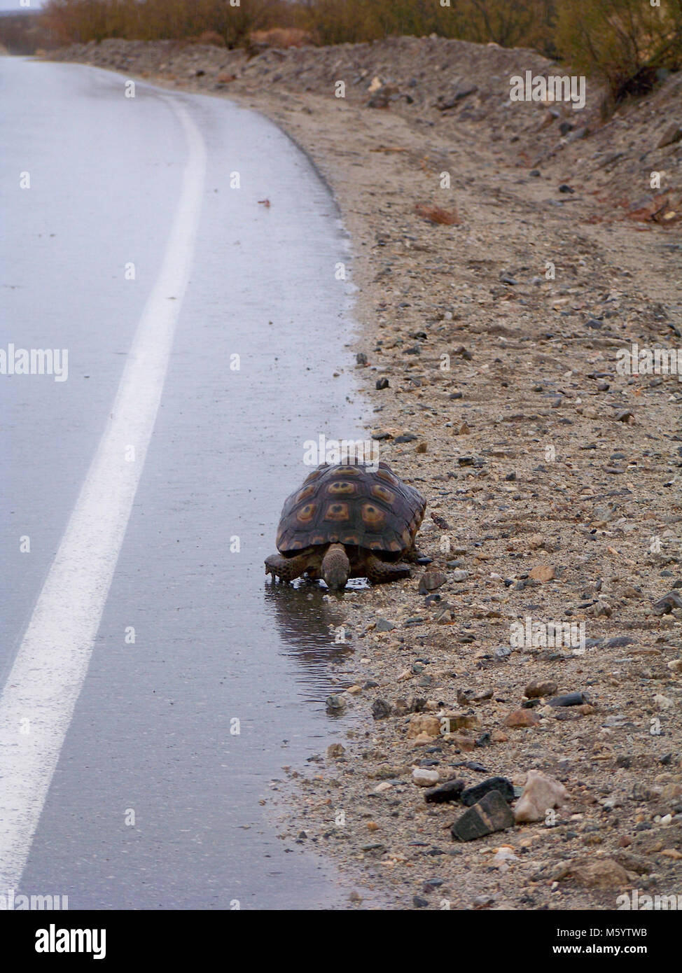 Tortoise drinking water from the roadway Stock Photo - Alamy