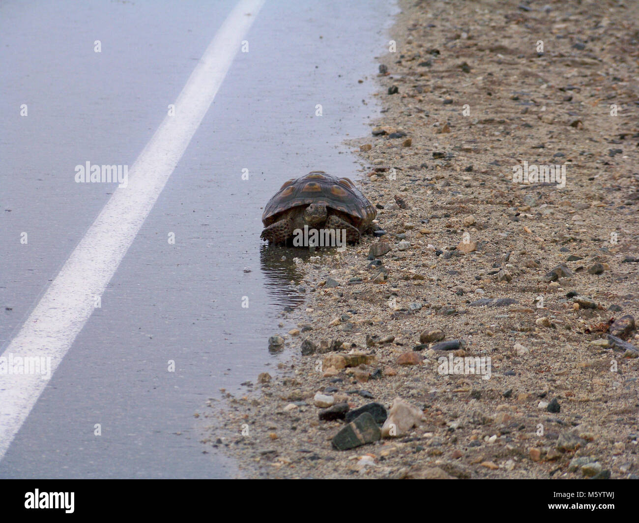 Tortoise drinking water from the roadway Stock Photo - Alamy