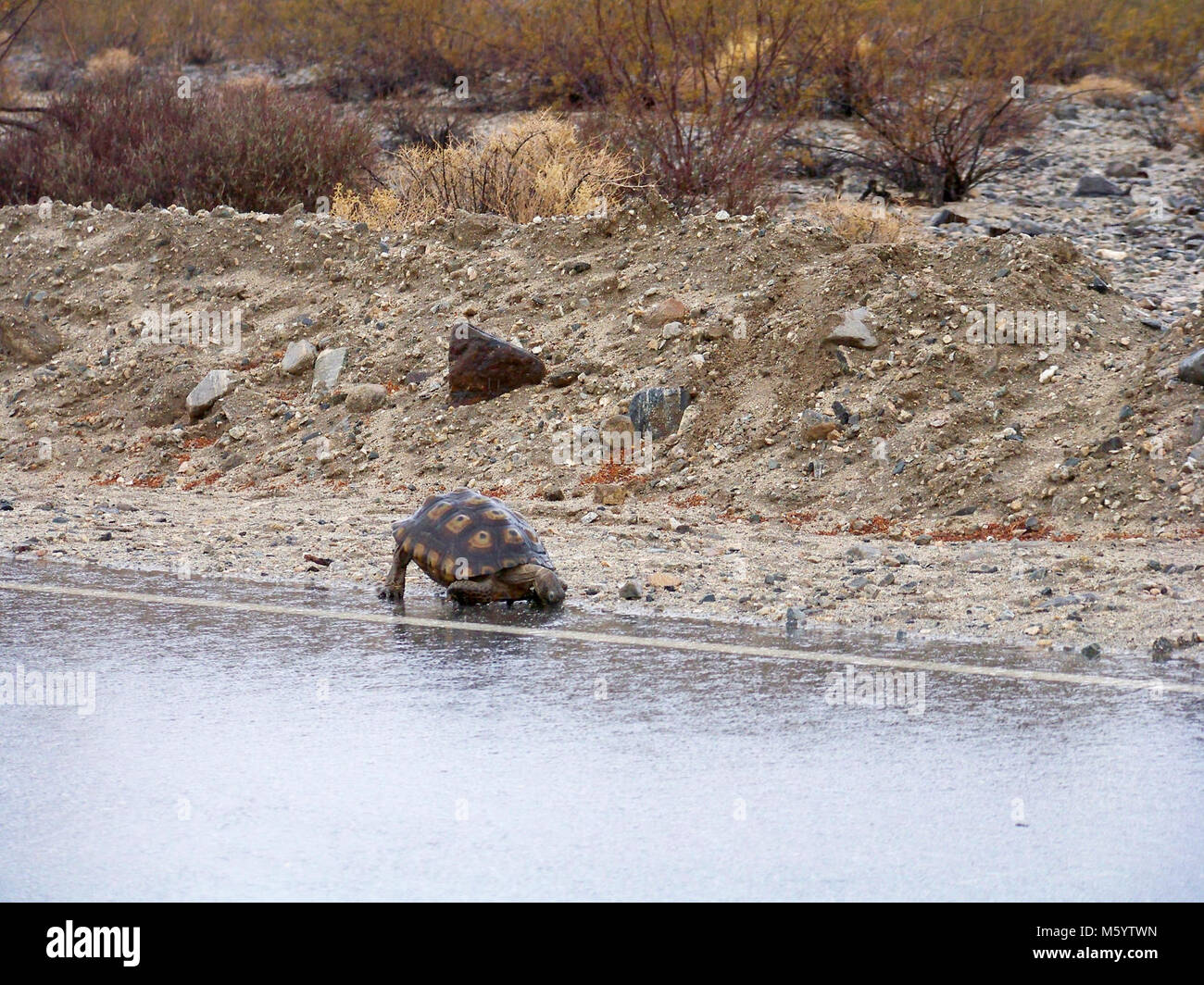 Tortoise drinking water from the roadway Stock Photo - Alamy