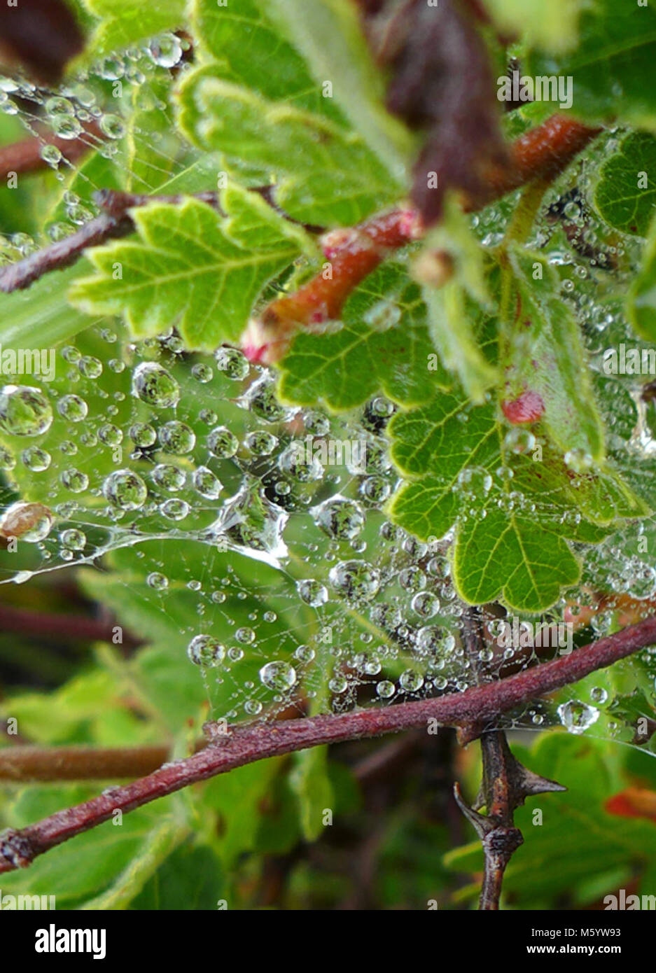 Water drops on web and sumac Stock Photo - Alamy
